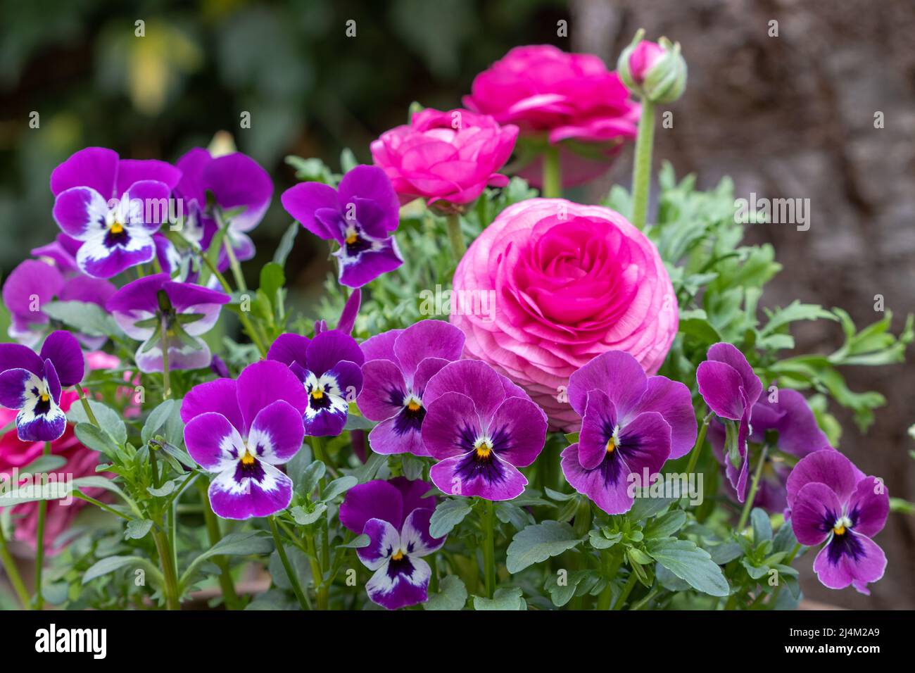 Pink ranunculus hi-res stock photography and images - Alamy