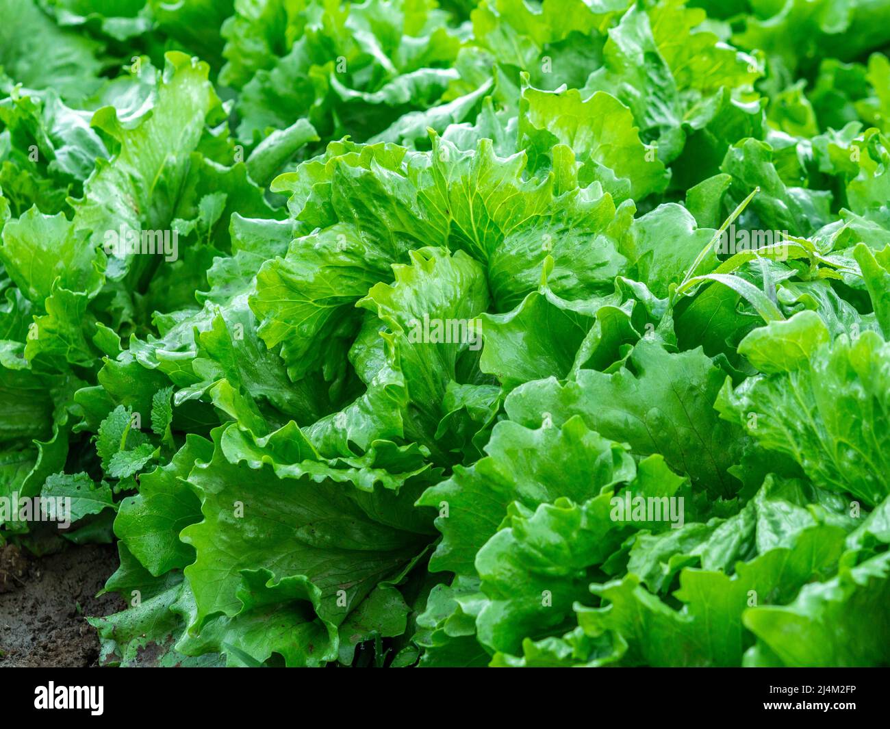 Farm with iceberg lettuce plantation Stock Photo - Alamy