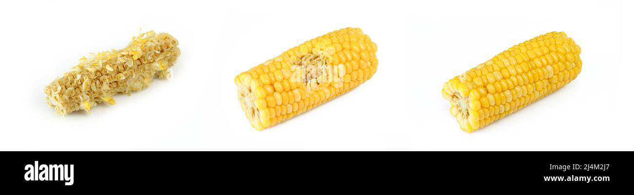 Three stages of boiled sweet corn eating process. Full,bitten and empty ...
