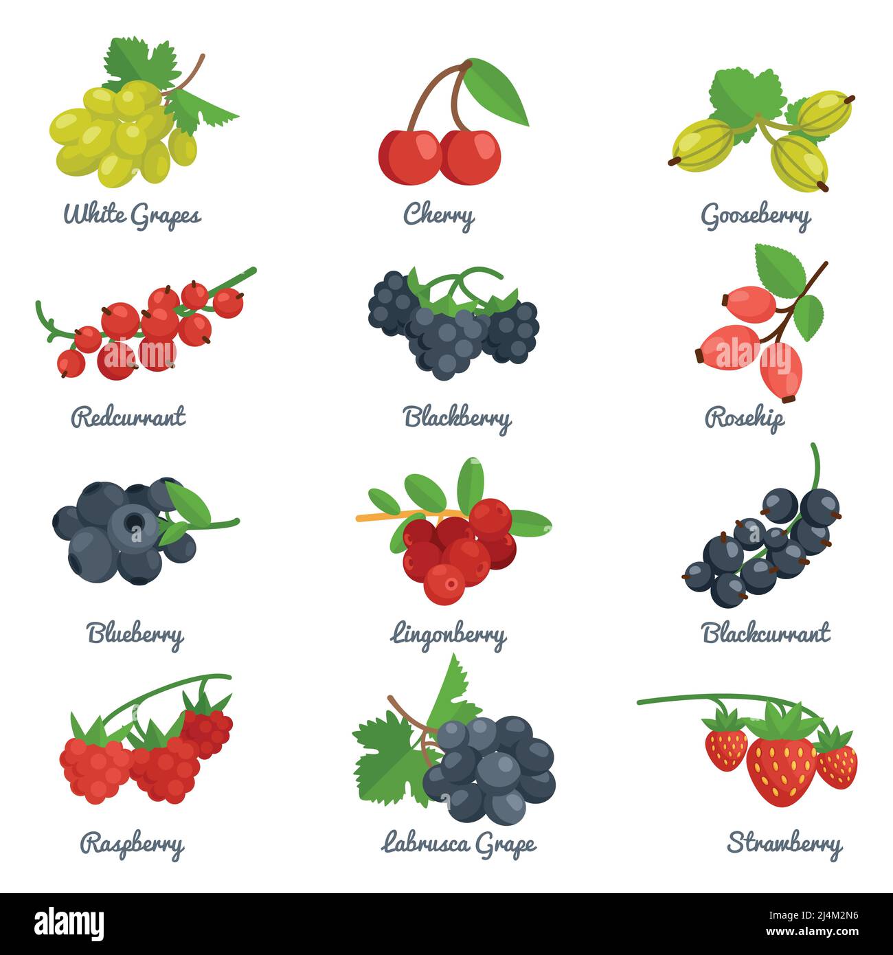 Berries flat icons set with grape cherry gooseberry blackberry isolated ...