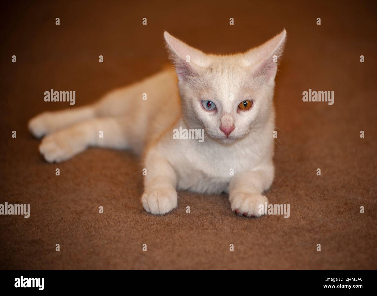 Beautiful Armenian Breed Van Cat with unique blue and yellow eyes ...