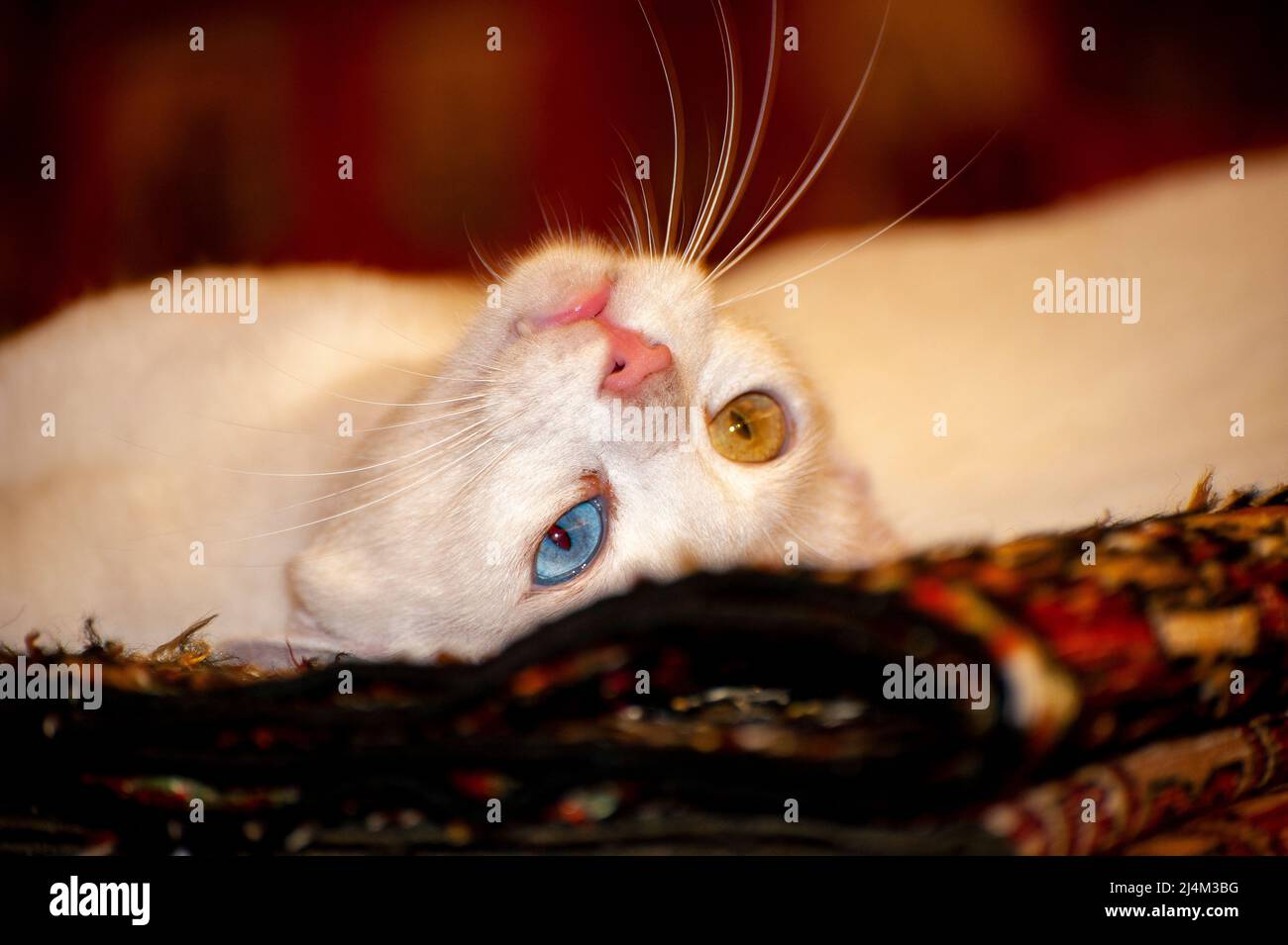 Beautiful Armenian Breed Van Cat with unique blue and yellow eyes ...