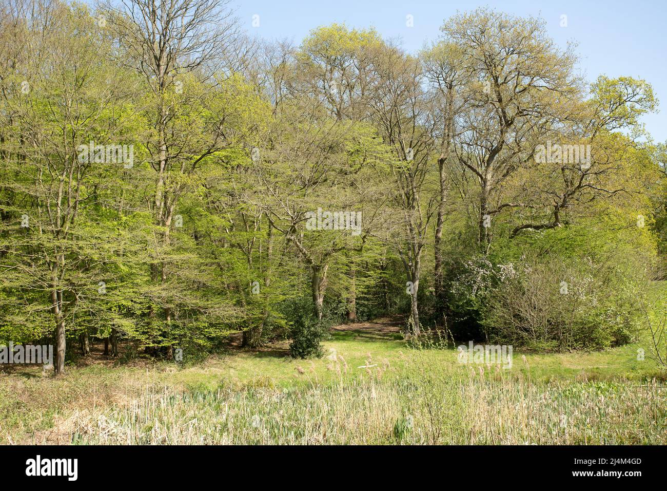 Earl's Path Epping Forest Essex, England UK Europe Stock Photo - Alamy