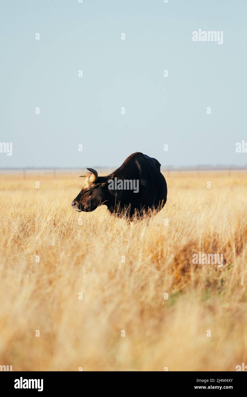 A bull with long horns stands knee-deep in yellow dry grass in a field ...