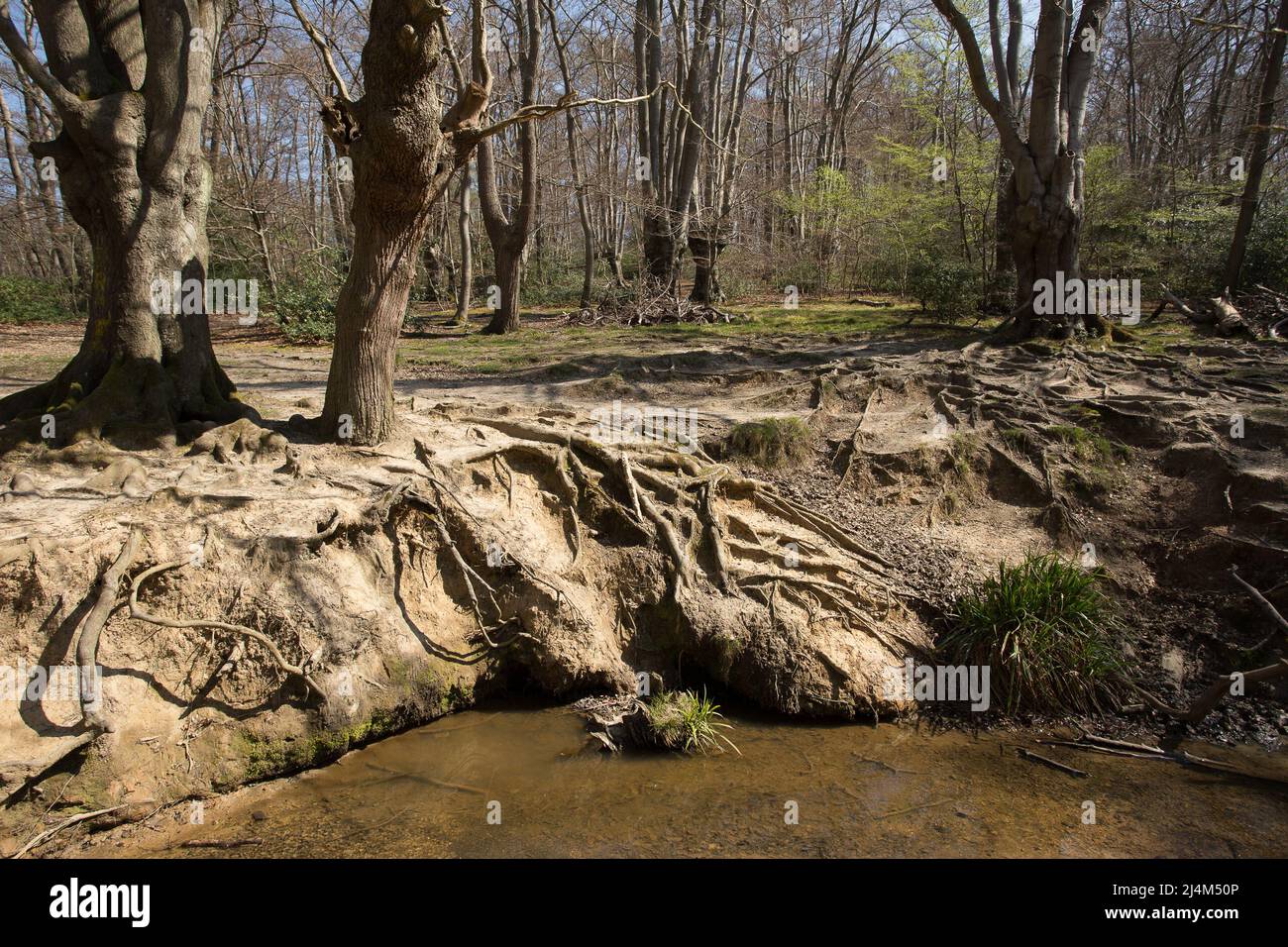 Loughton brook hi-res stock photography and images - Alamy