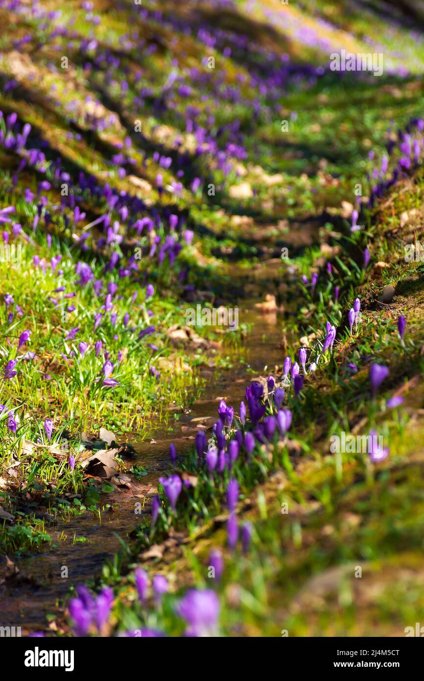 beautiful nature background in spring. crocus flowers on a hump of ...