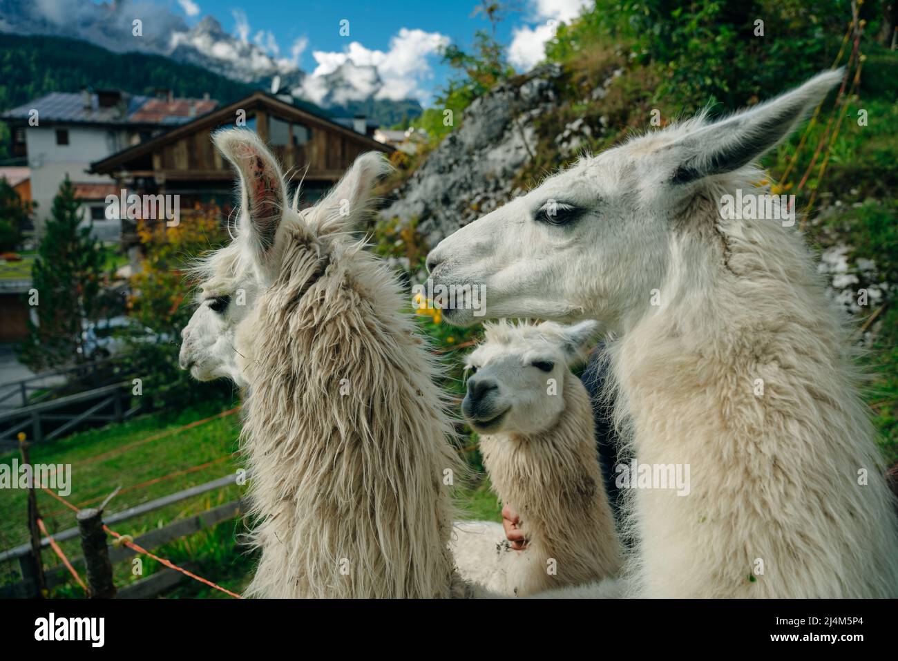 llamas in alpine village, dolomites, italy. High quality photo Stock ...