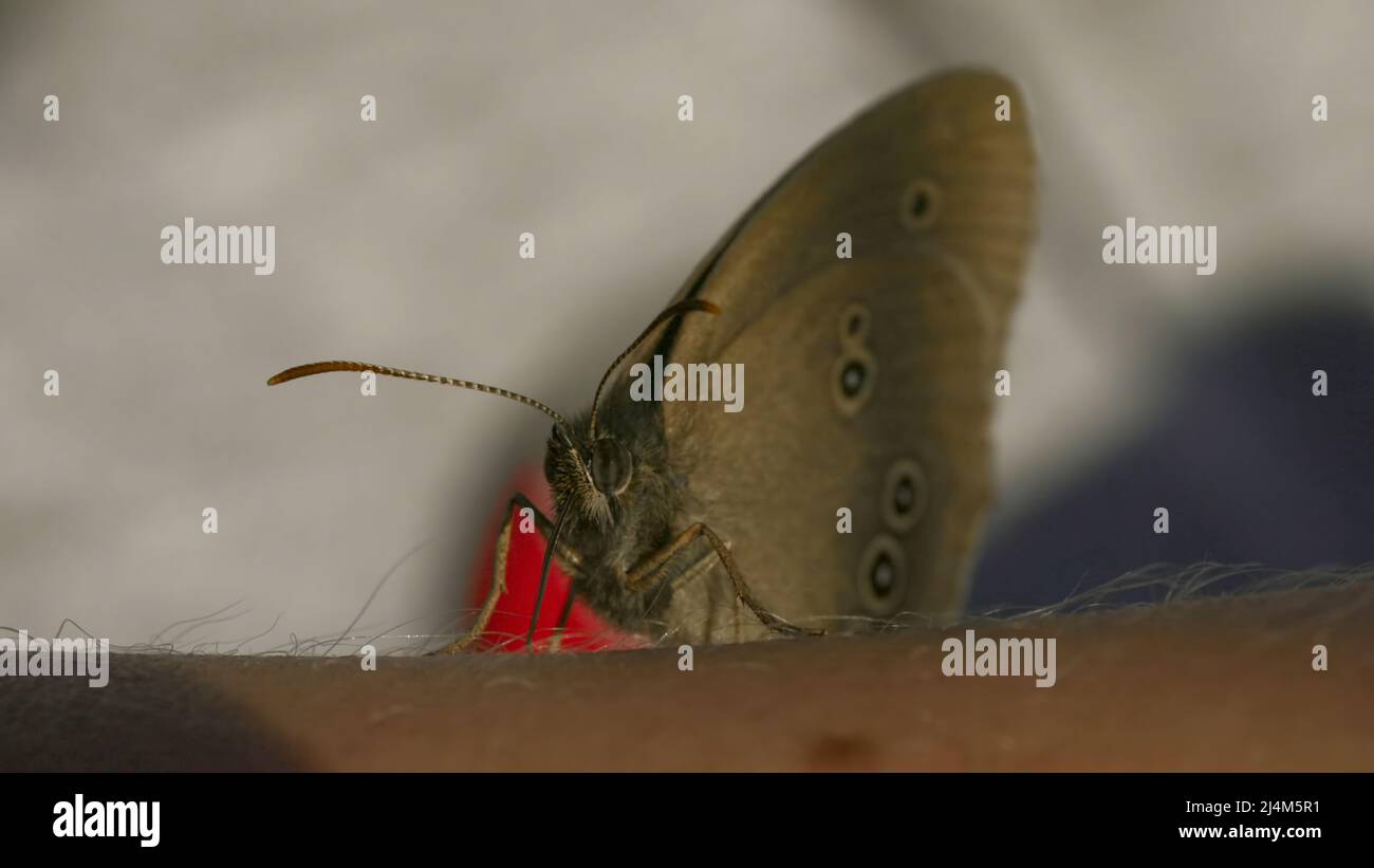 Human butterfly interaction hi-res stock photography and images - Alamy