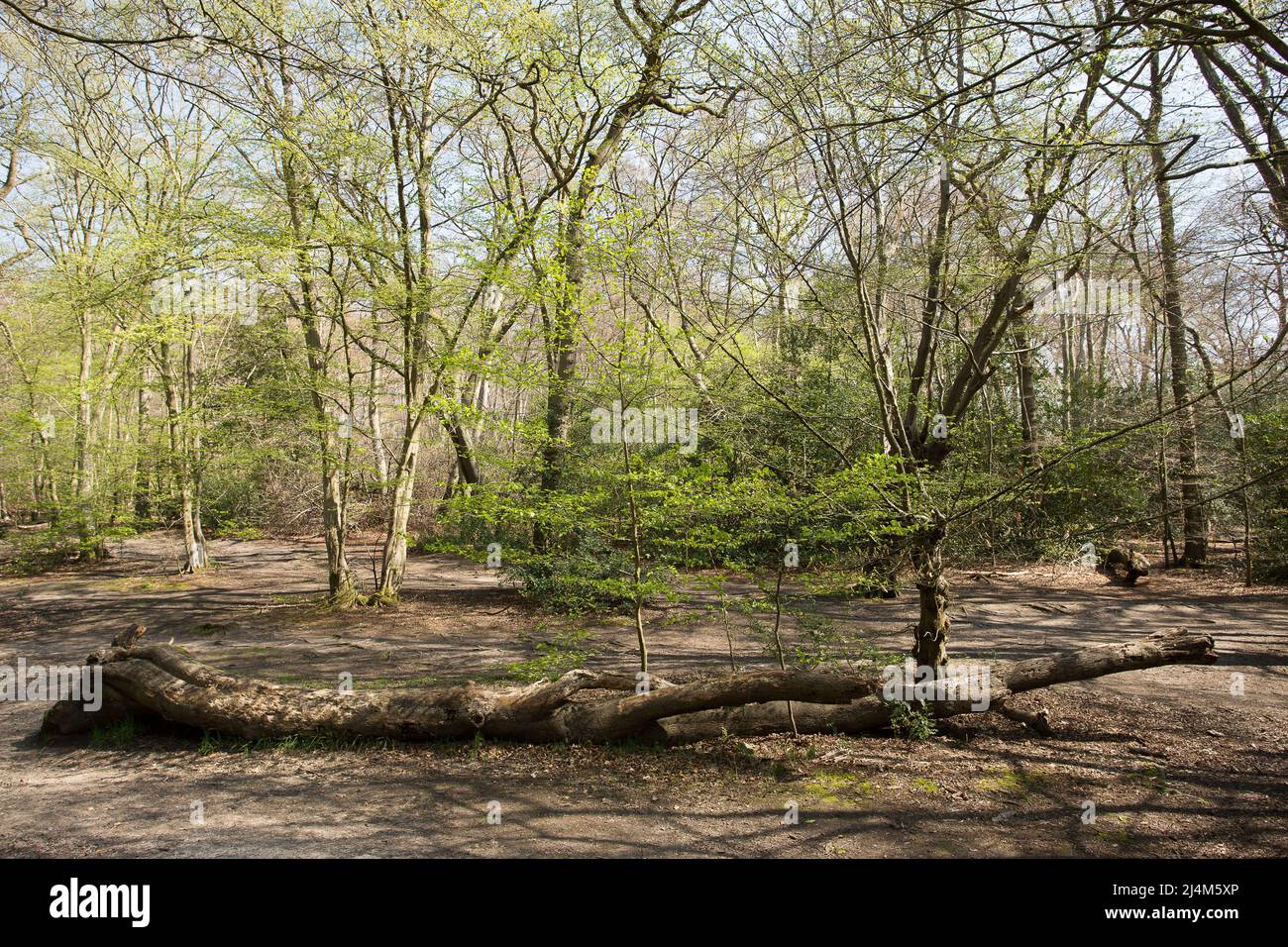 Loughton Brook Epping Forest Essex, England UK Europe Stock Photo - Alamy