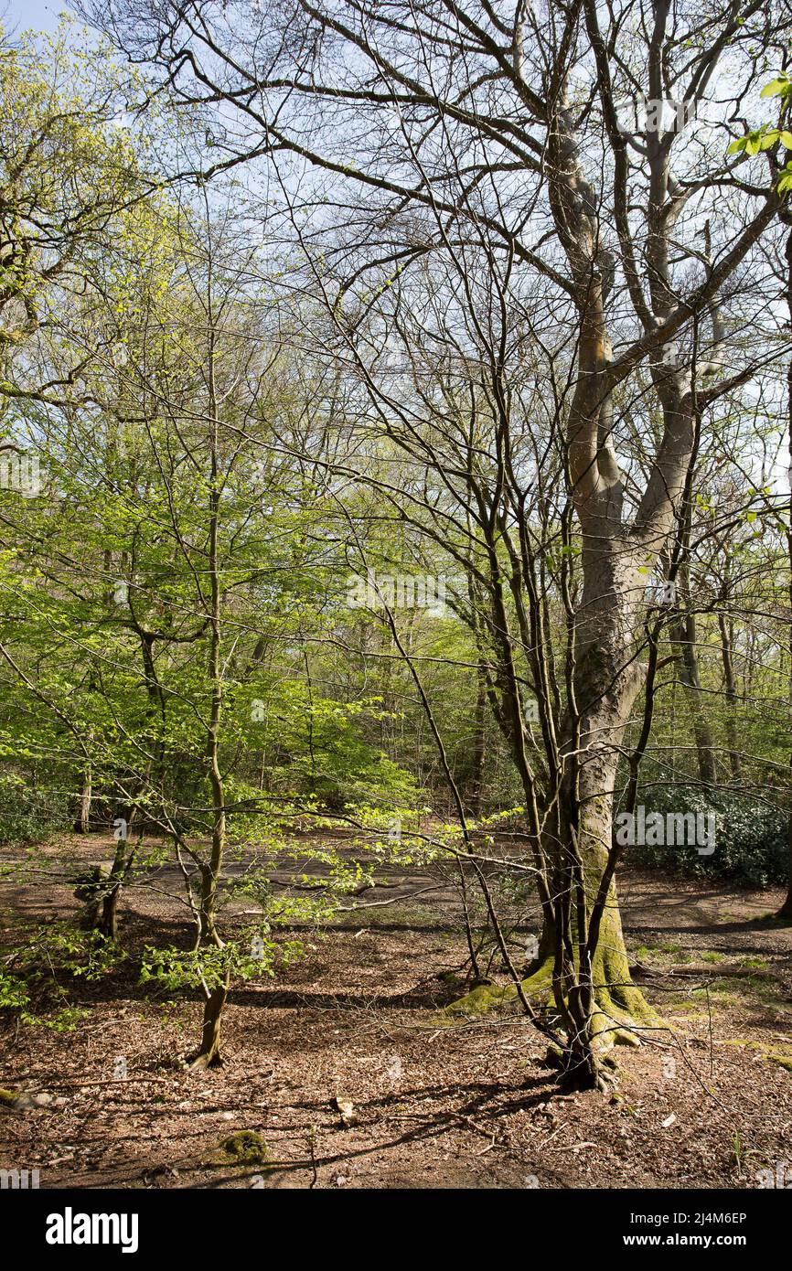 Loughton brook hi-res stock photography and images - Alamy
