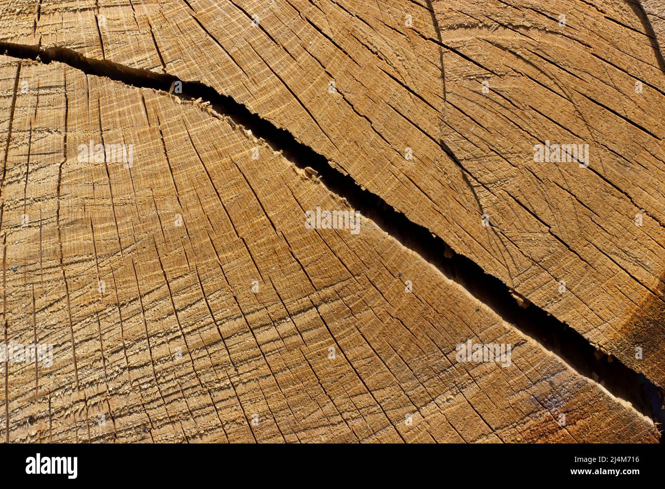 Texture of a cut of a tree with cracks. Wooden background with a deep ...