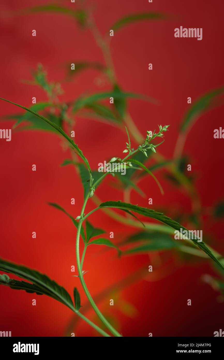 Green cannabis branch on a red background Stock Photo - Alamy