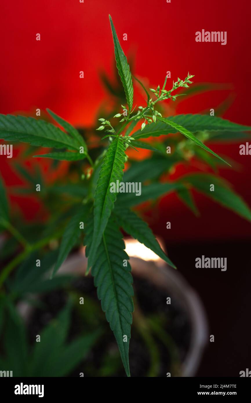 Beautiful male cannabis plant hi-res stock photography and images - Alamy