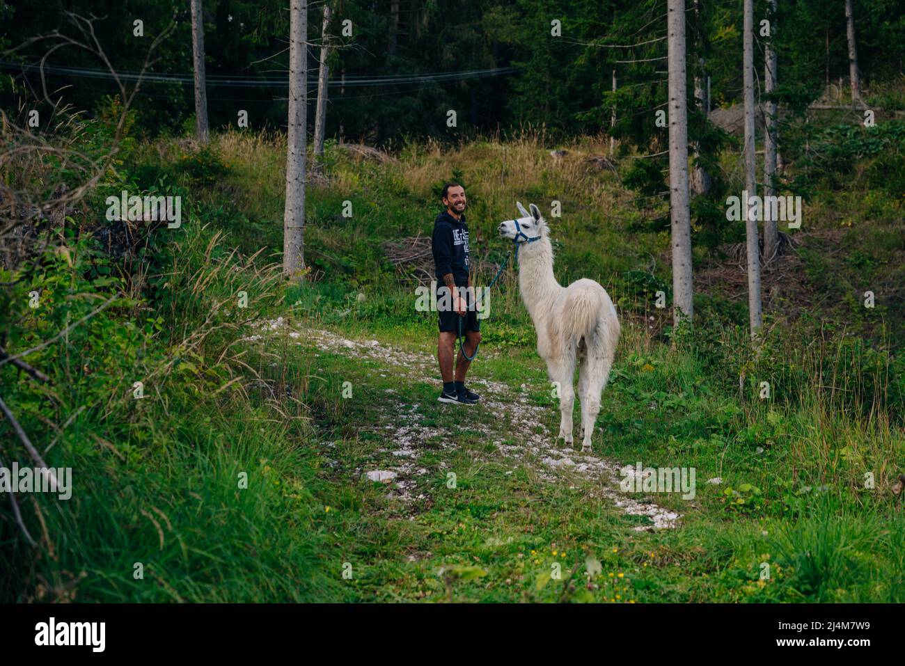 llamas in alpine village, dolomites, italy. High quality photo Stock ...