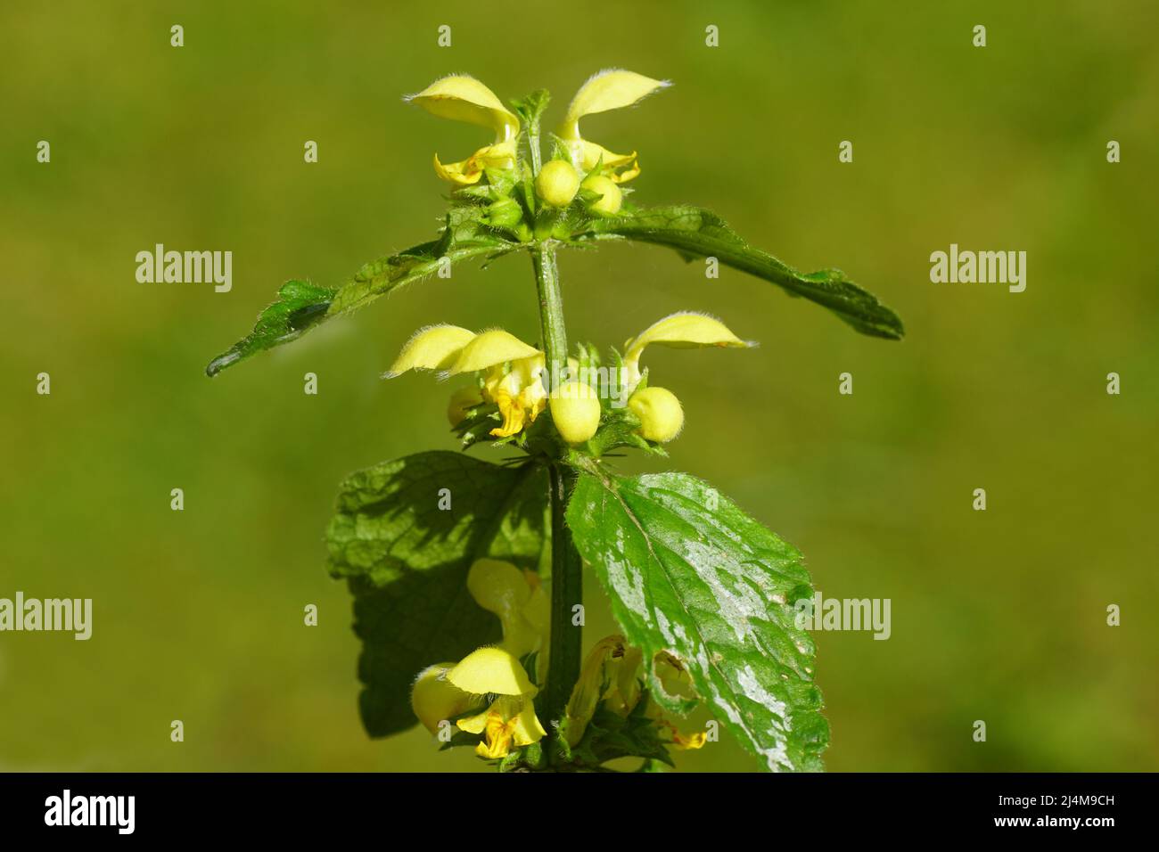 Yellow flowers Subspecies Yellow Archangel (Lamiastrum galeobdolon ...