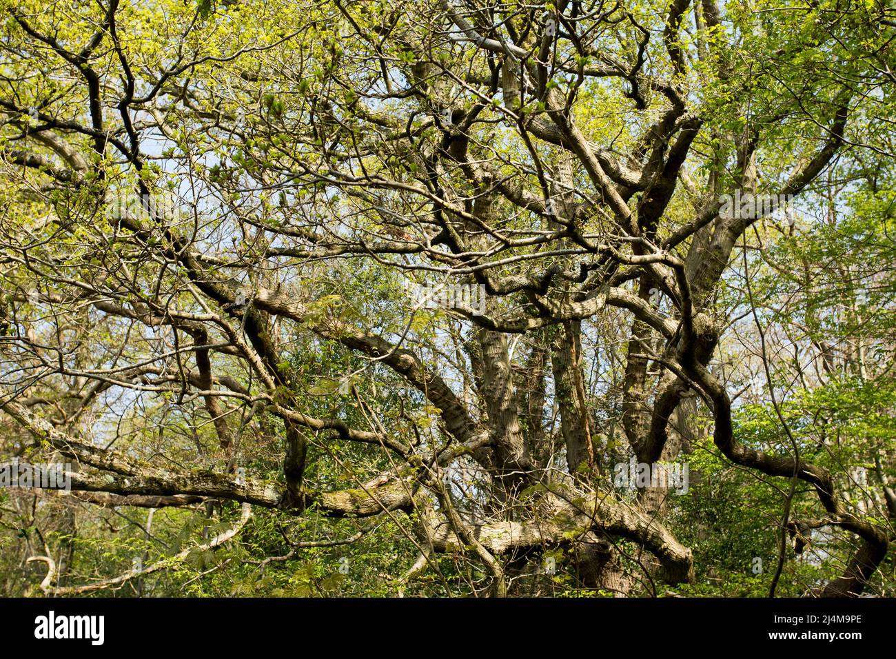 Strawberry Hill Epping Forest Essex, England UK Europe Stock Photo - Alamy