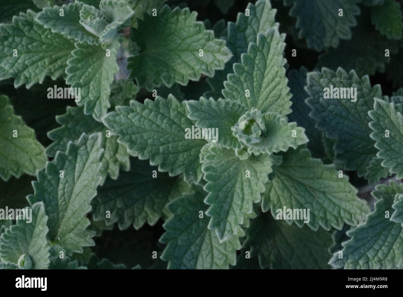 Aromatic peppermint bush top view, mint plants for botanic wallpaper ...