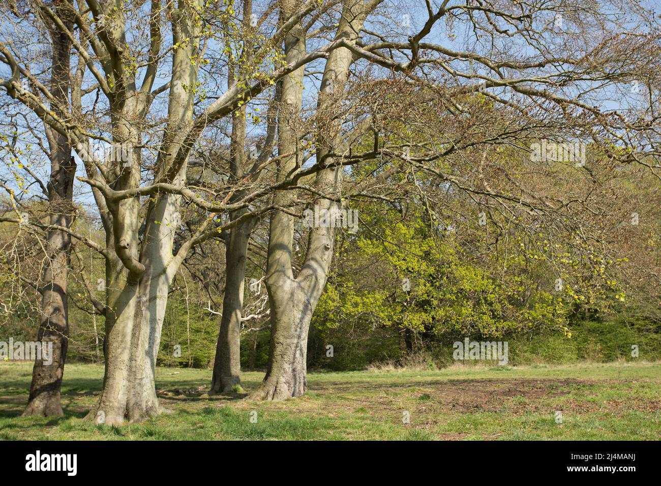 Strawberry Hill Epping Forest Essex, England UK Europe Stock Photo - Alamy