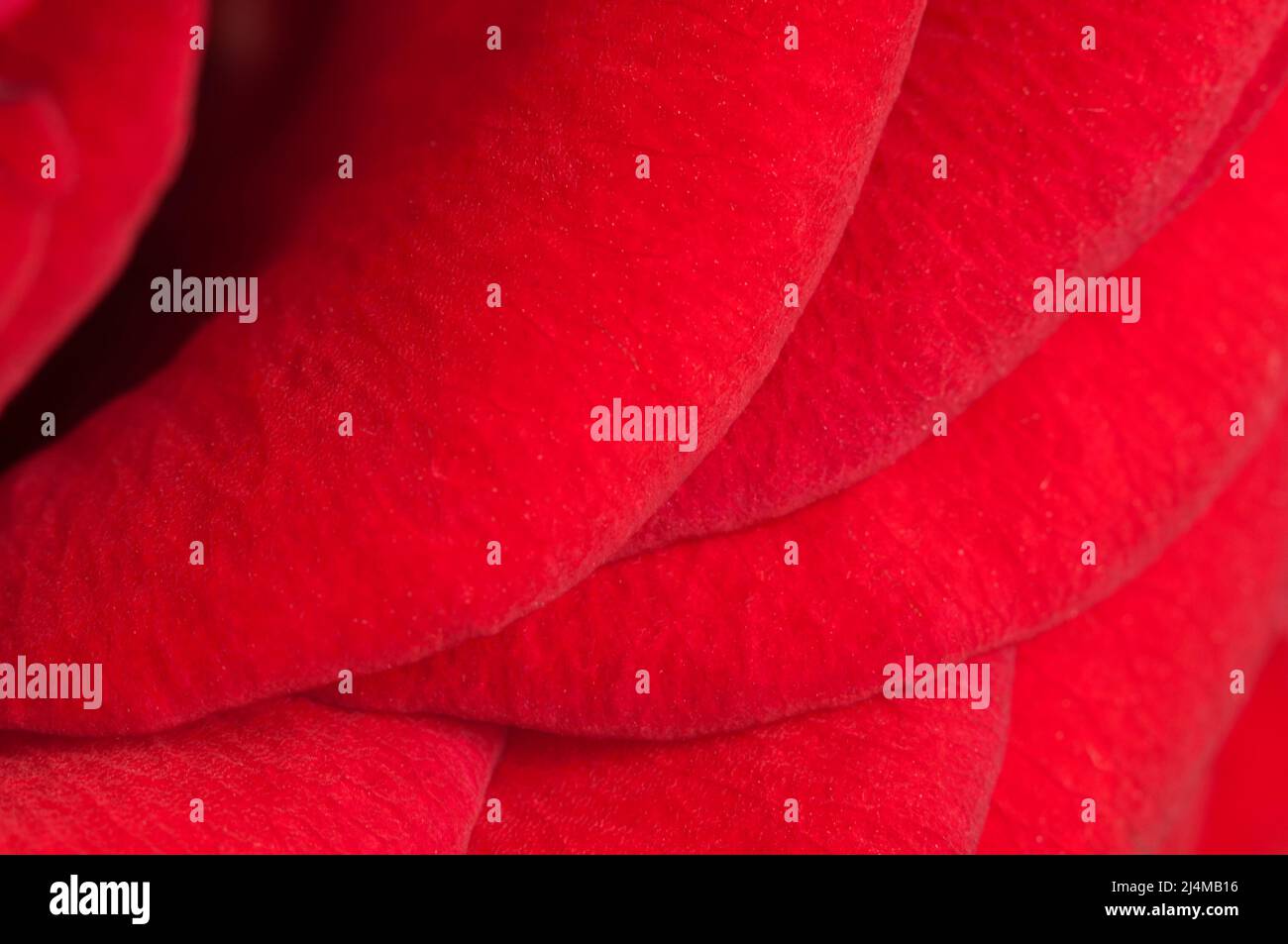 Rose fragment hi-res stock photography and images - Alamy