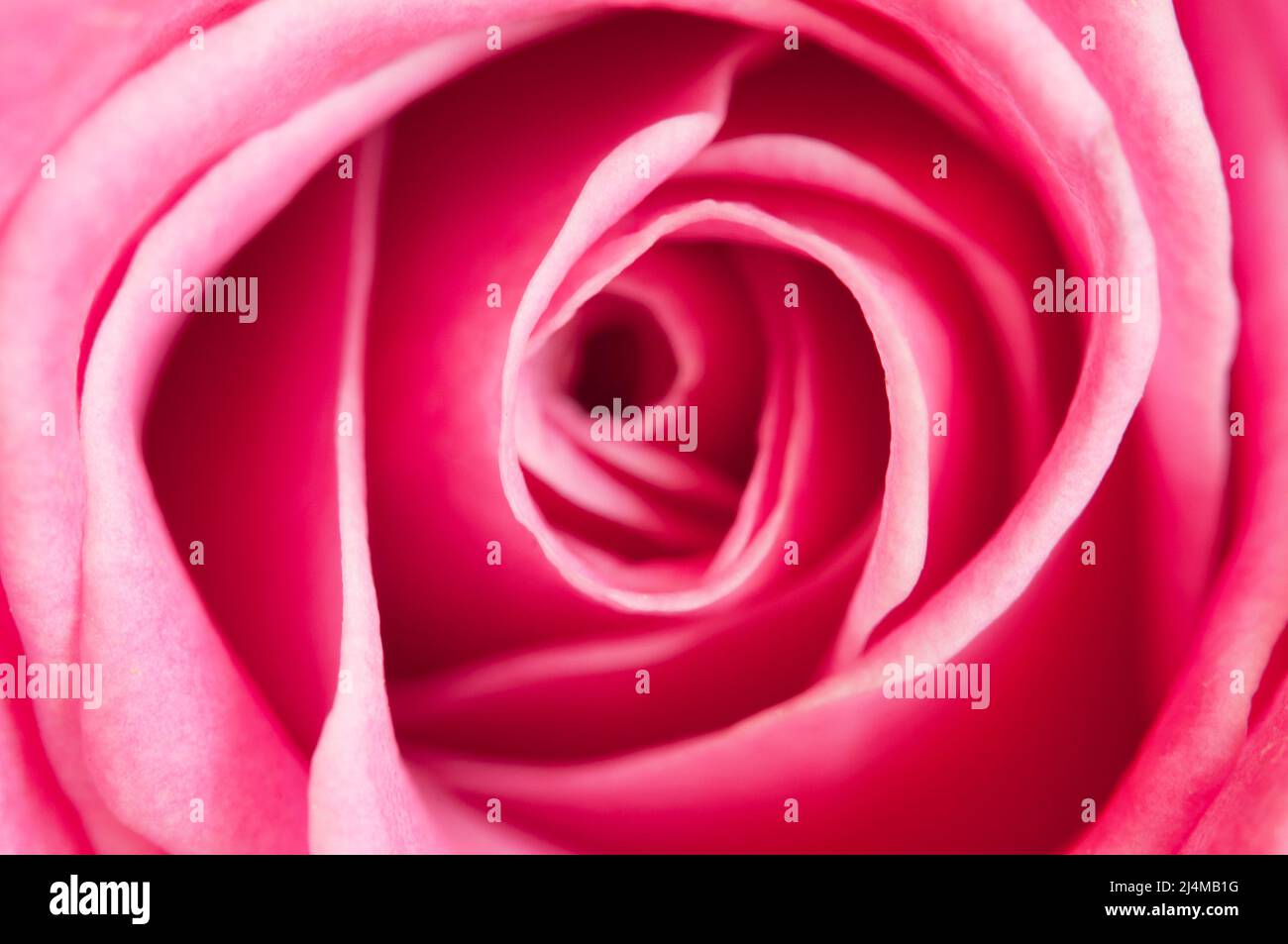Rose fragment hi-res stock photography and images - Alamy