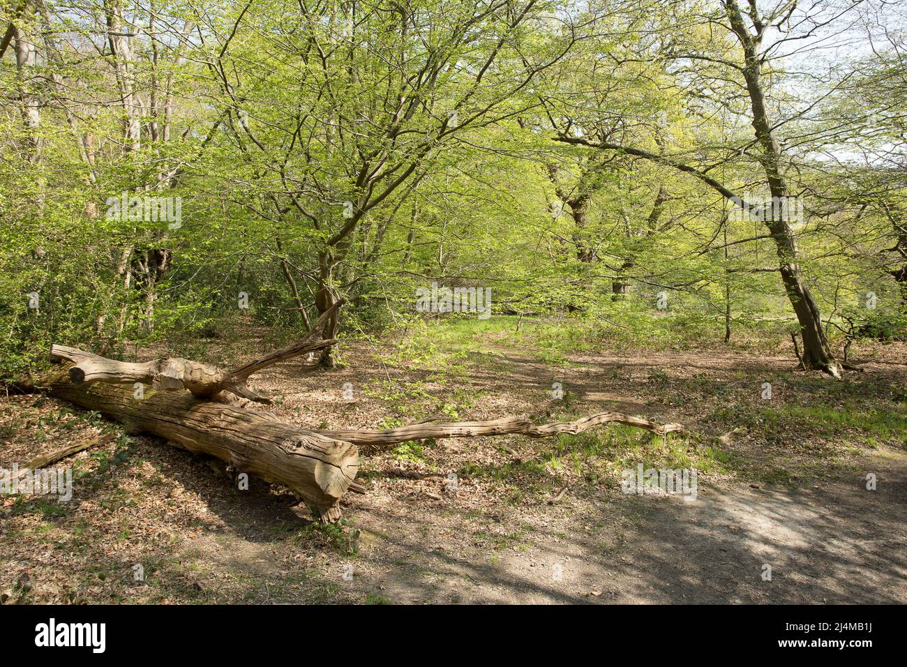 Strawberry Hill Epping Forest Essex, England UK Europe Stock Photo - Alamy