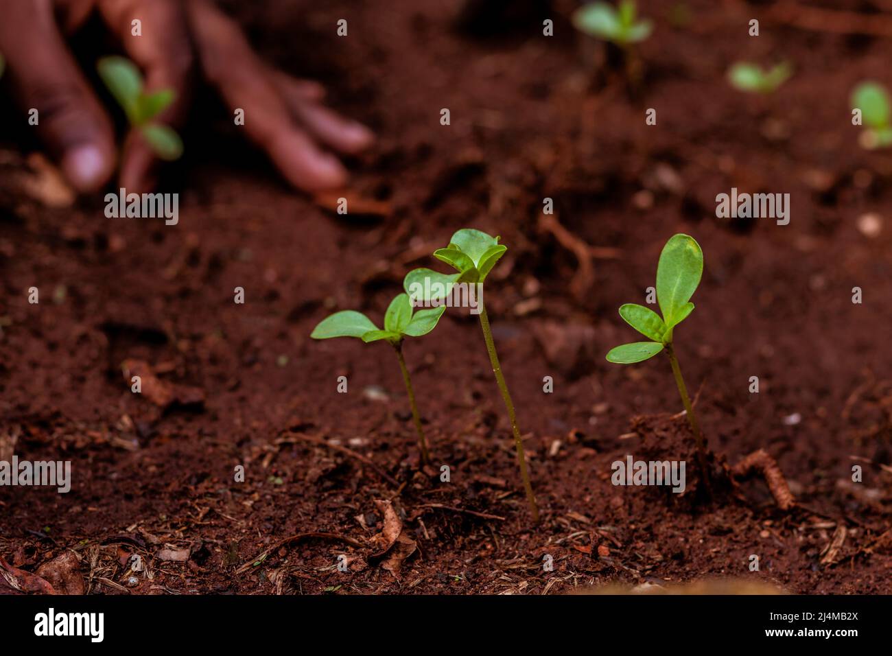 Transplanting seedlings hi-res stock photography and images - Alamy