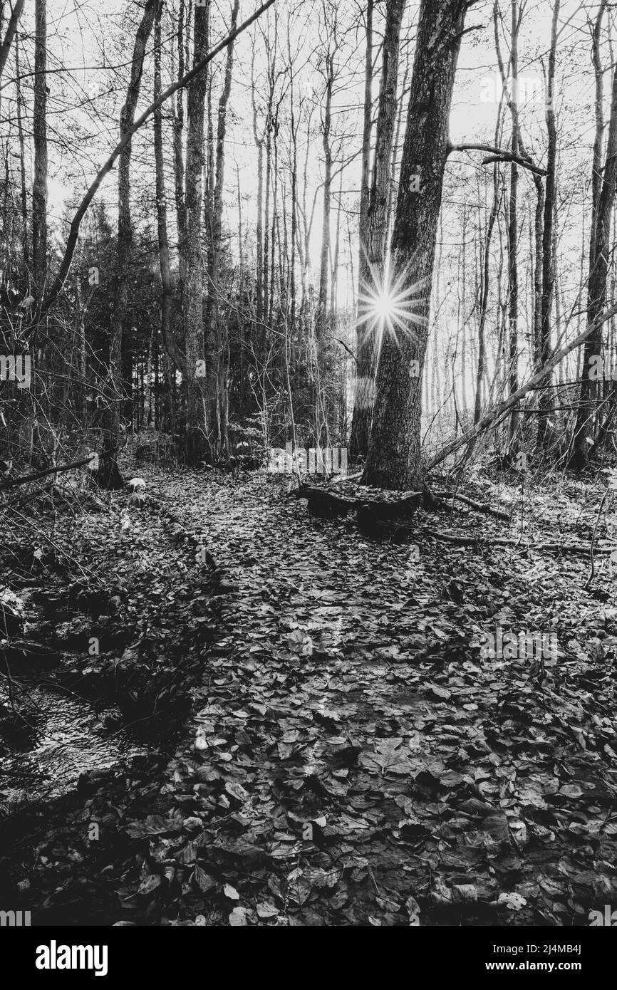 Colorful wood scenery Black and White Stock Photos & Images - Alamy