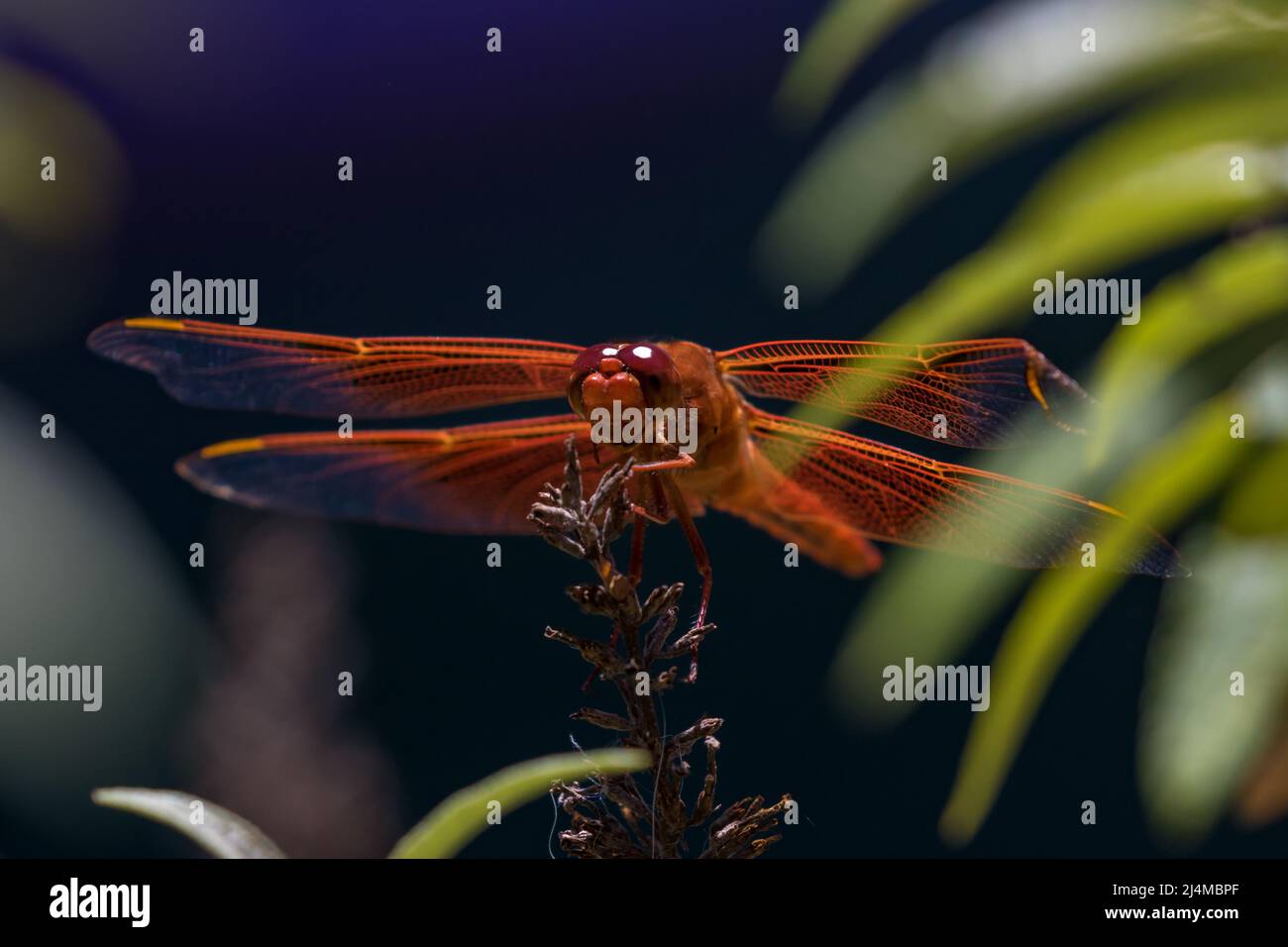 Flame Skimmer, Libellula saturata, California Stock Photo - Alamy