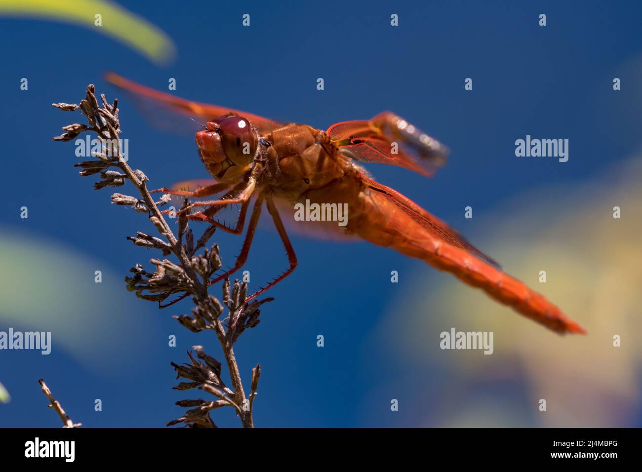 Flame Skimmer, Libellula saturata, California Stock Photo - Alamy
