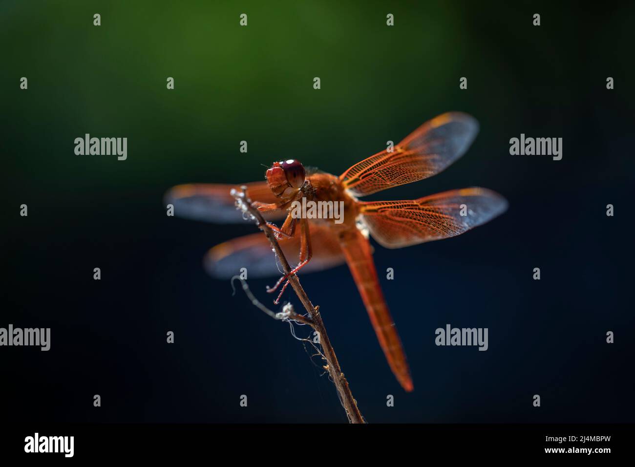 Flame Skimmer, Libellula saturata, California Stock Photo - Alamy