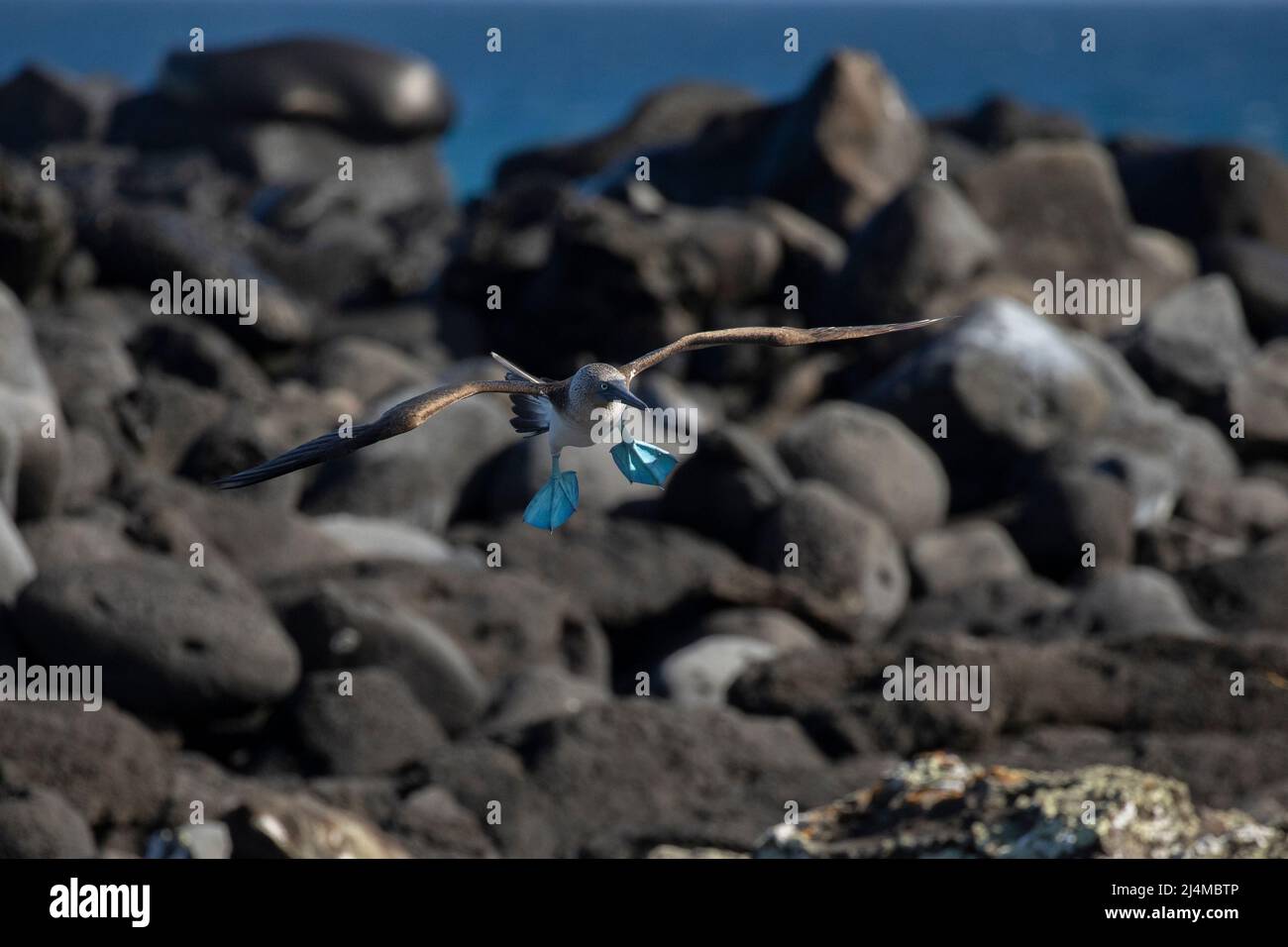 Blue Footed Booby, Flying Stock Photo - Alamy