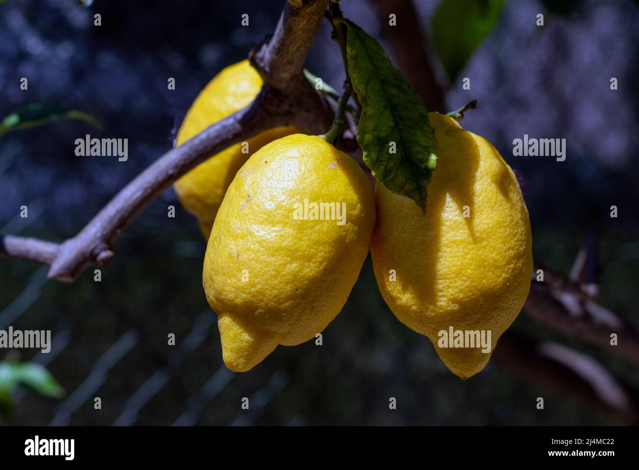 Three lemons on a Lemon tree, yellow and fresh lemons. Cultivation of ...