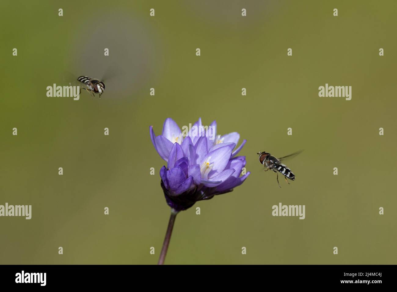 White-Bowed Smoothwing, Eupeodes volucris on Dichelostemma capitatum ...