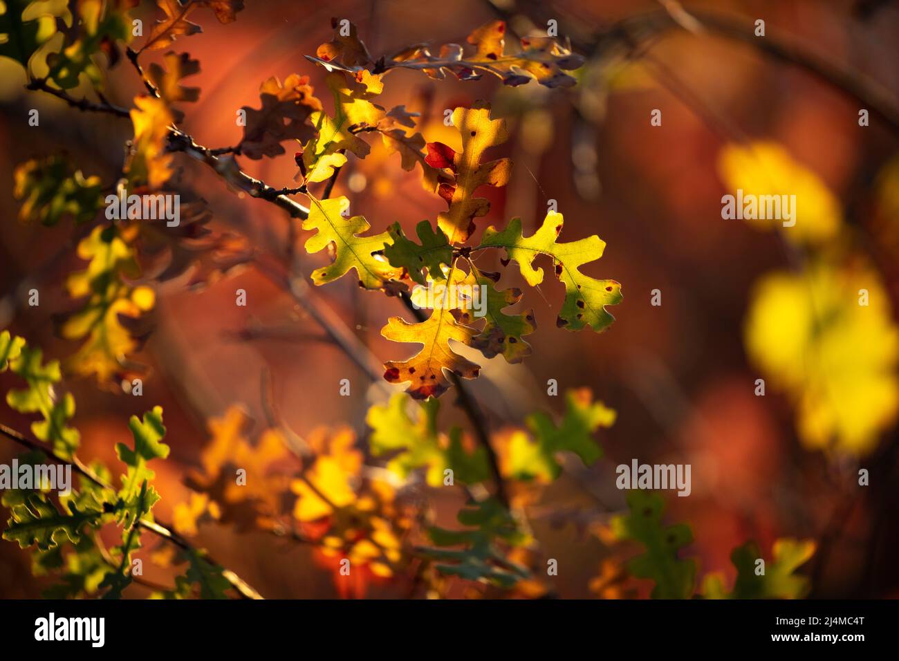 Fall Foliage In Northern California Stock Photo - Alamy