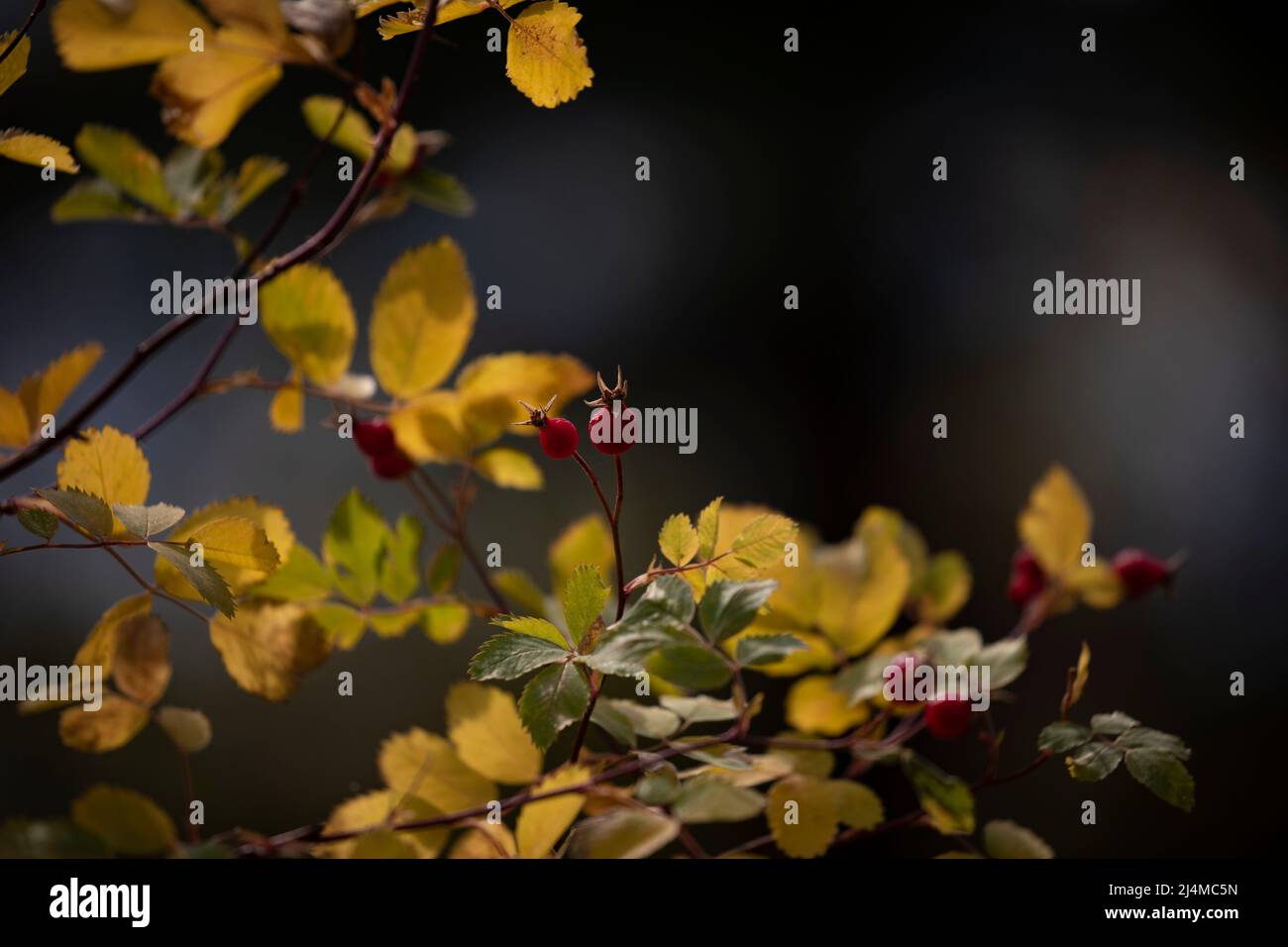 California Rose in the Fall Stock Photo - Alamy