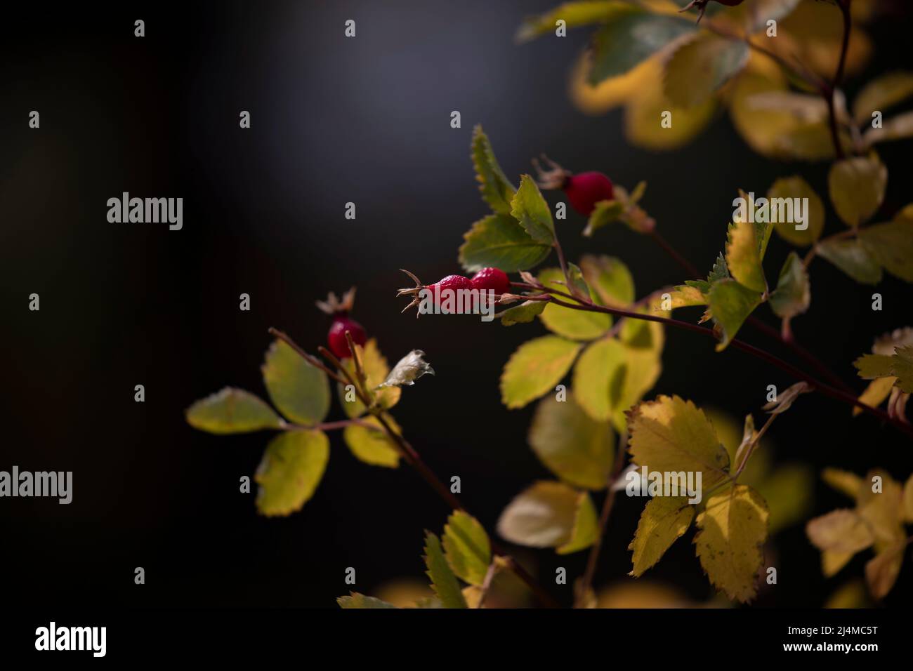 California Rose in the Fall Stock Photo - Alamy
