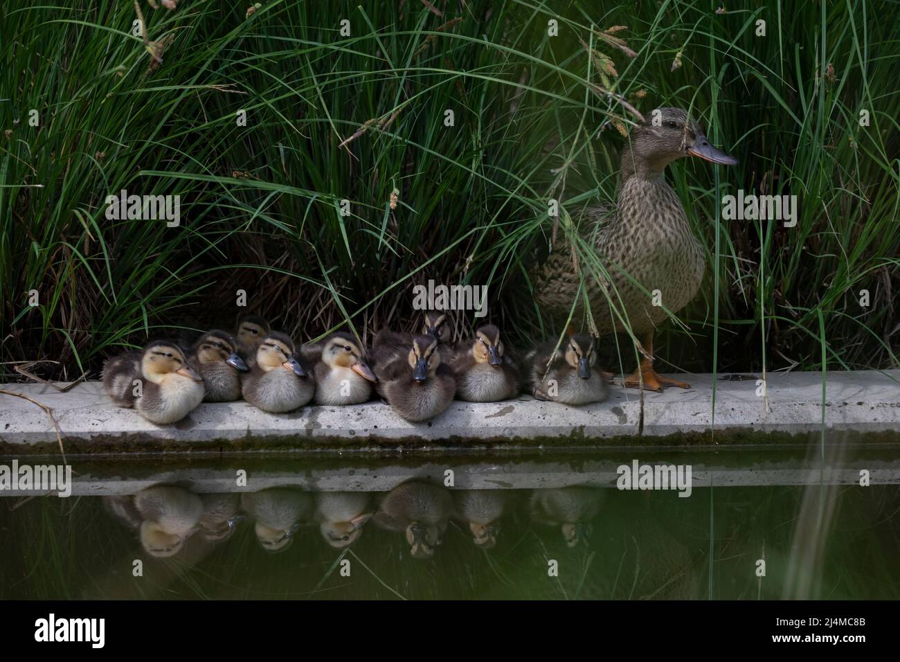 Mother Mallard Duck and Ducklings Stock Photo - Alamy Mother Mallard Duck and Ducklings Stock Photo - Alamy