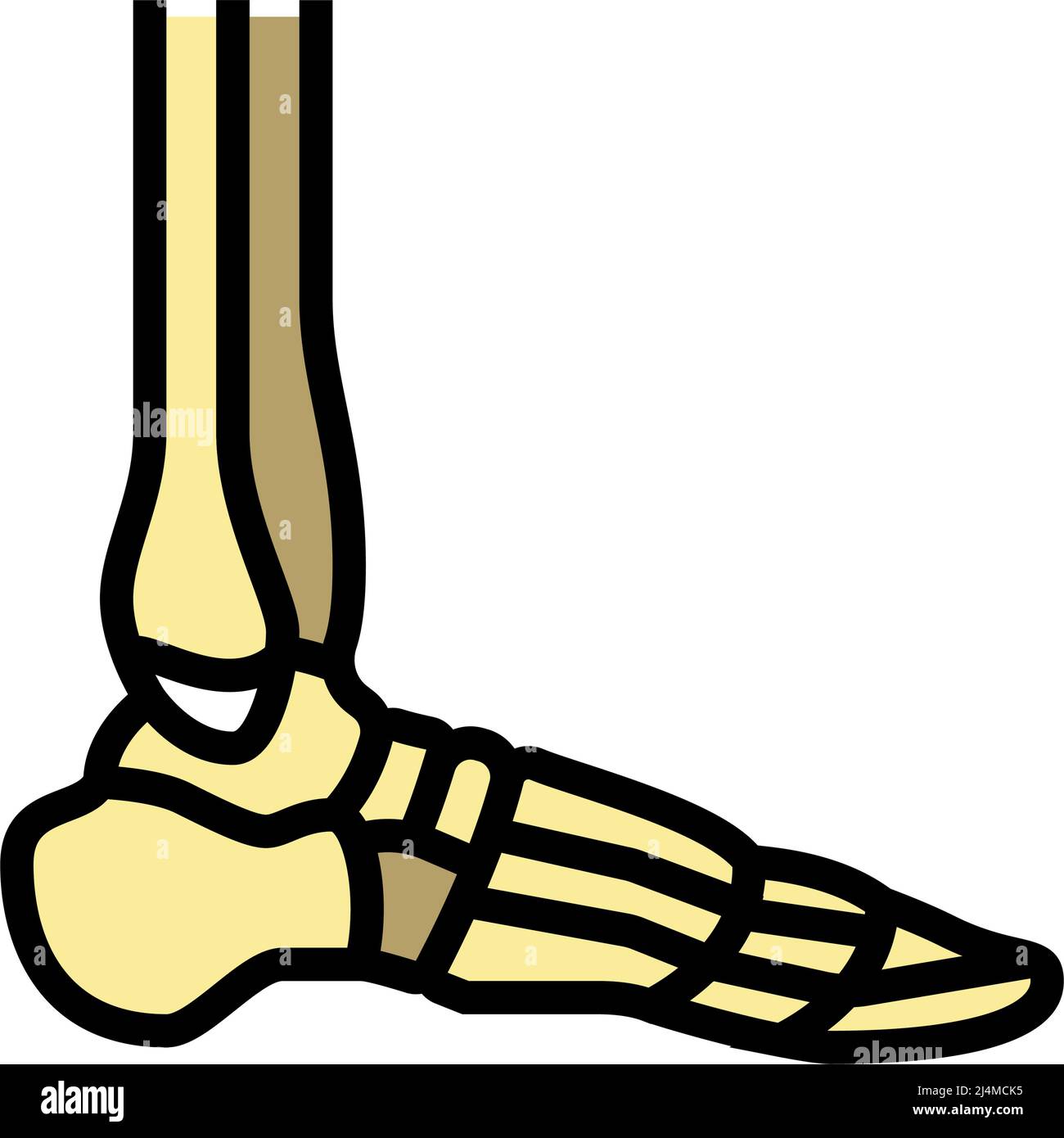 ankle bone color icon vector illustration Stock Vector Image & Art - Alamy