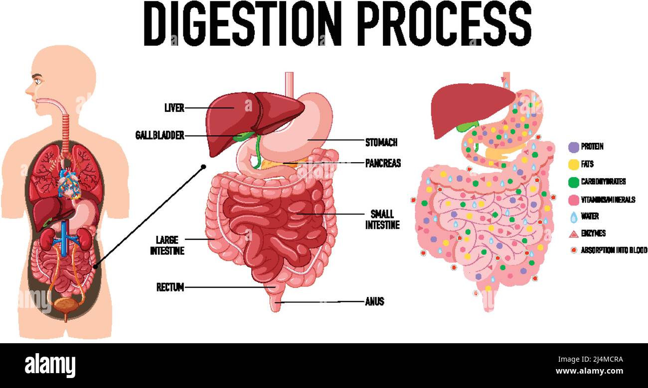 Diagram showing digestion process illustration Stock Vector Image & Art - Alamy
