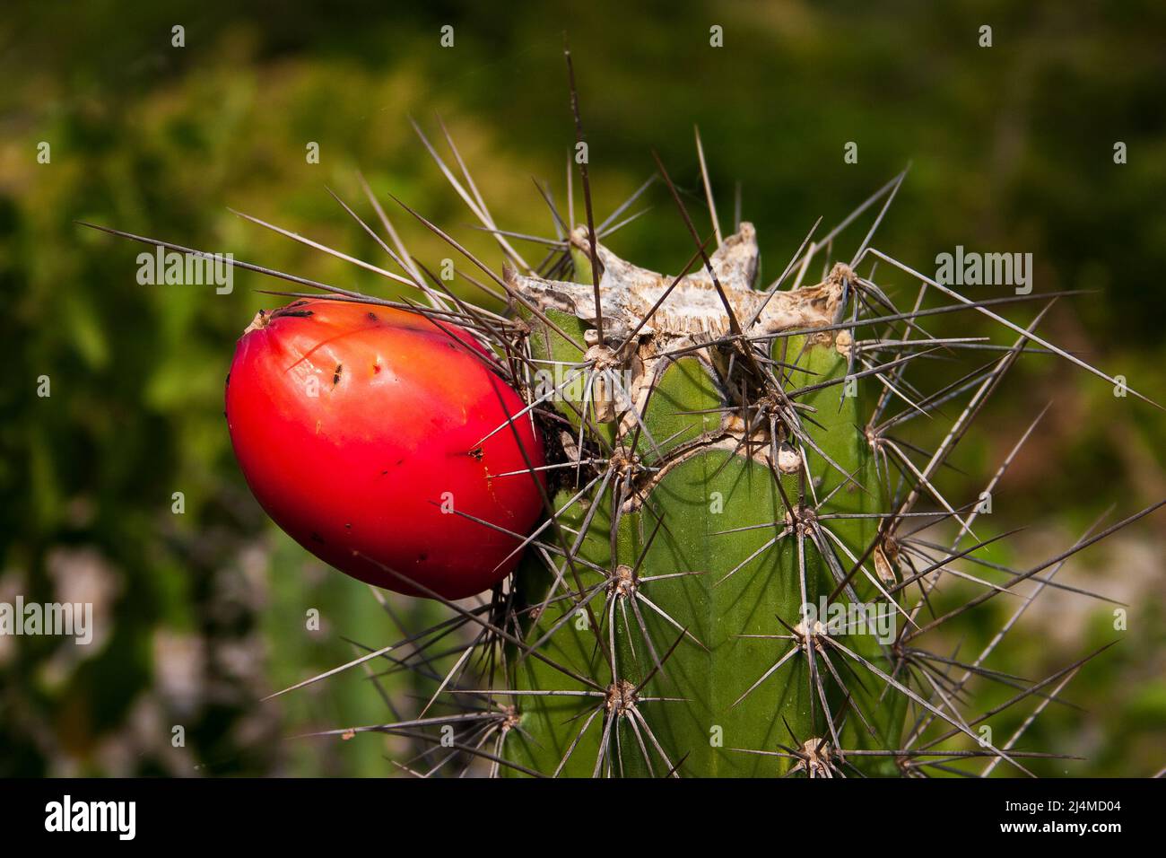 Xique xique pilosocereus gounellei hi-res stock photography and images ...
