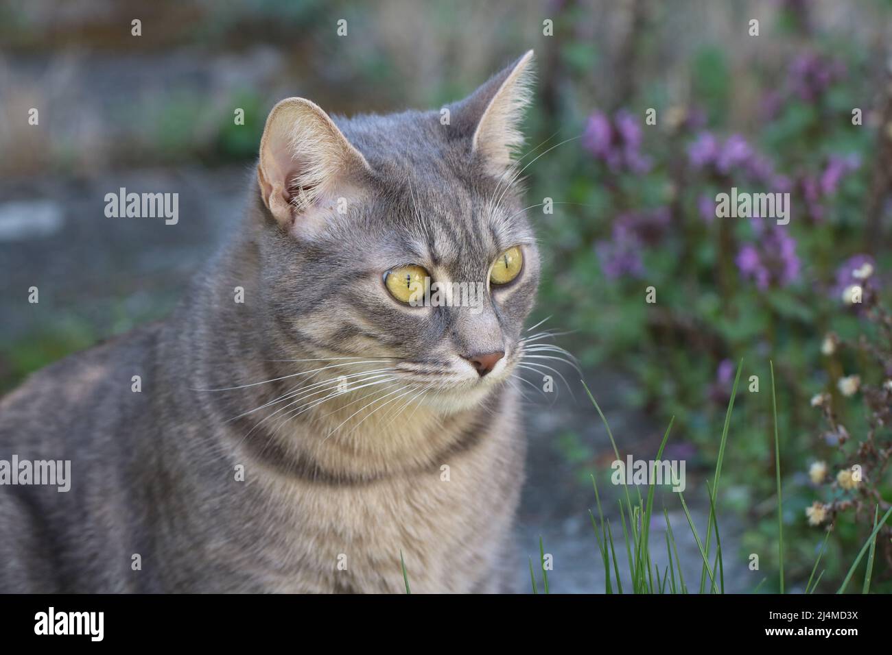 Tabby animal hi-res stock photography and images - Alamy