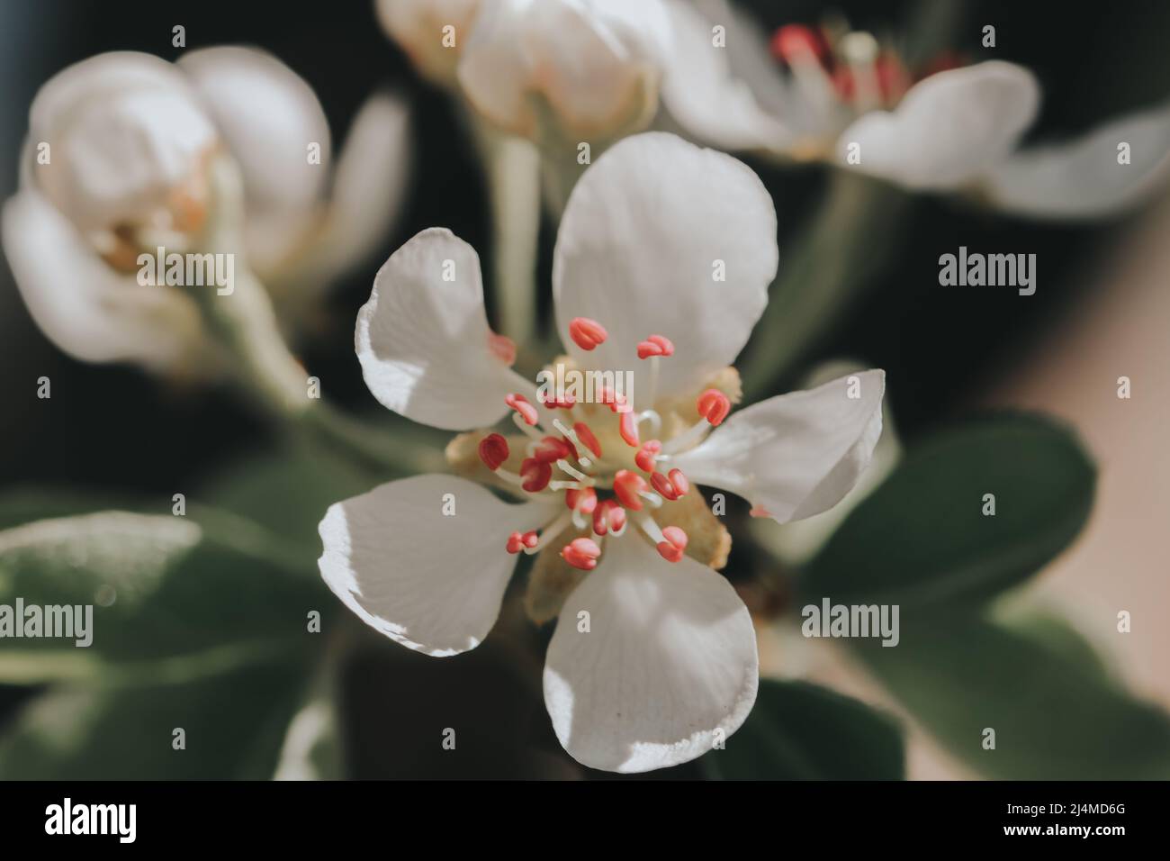 Woman spring flowers magical hi-res stock photography and images - Alamy