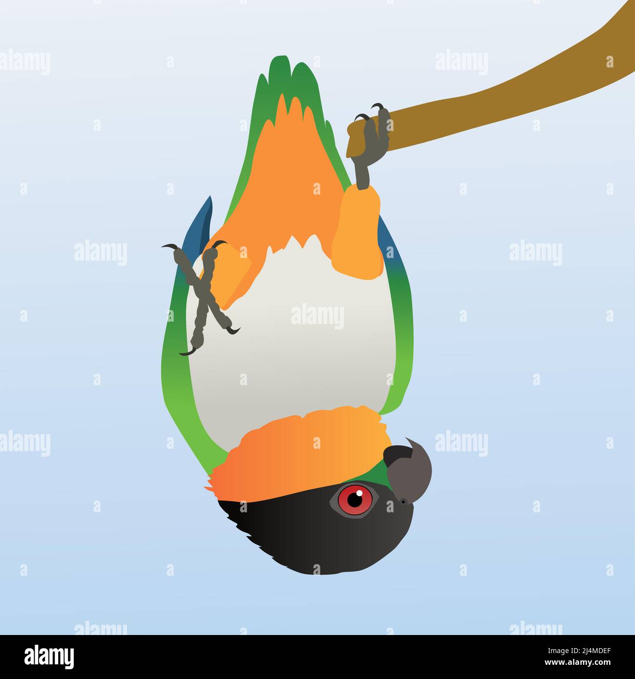 A vector illustration of a black headed caique (also known as black ...