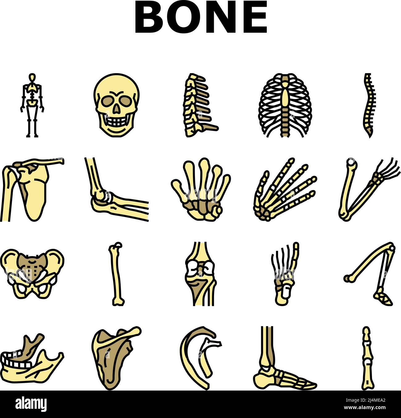 Bone Human Skeleton Structure Icons Set Vector Stock Vector Image & Art ...