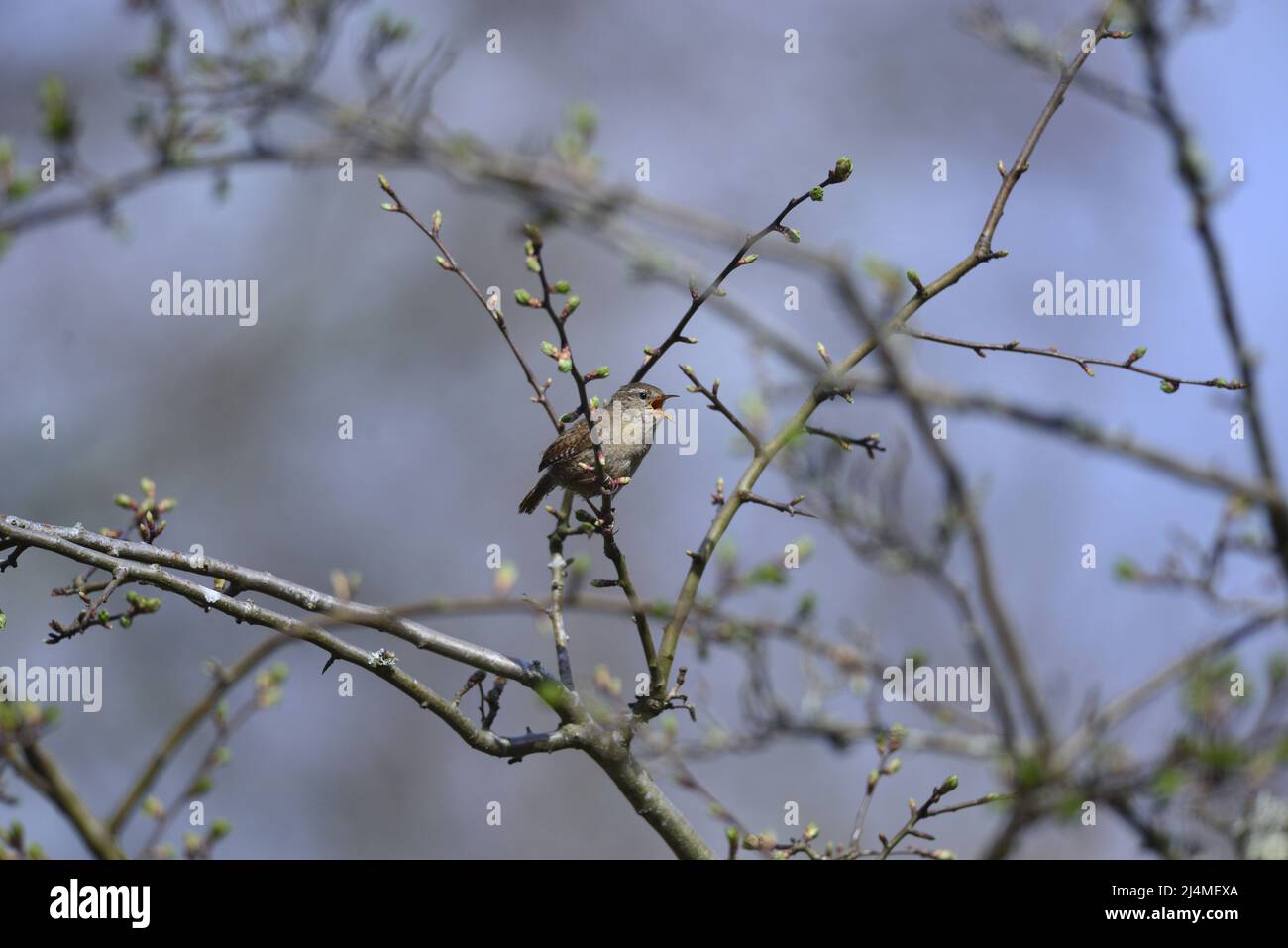 Wren Troglodytes troglodytes Stock Photo - Alamy