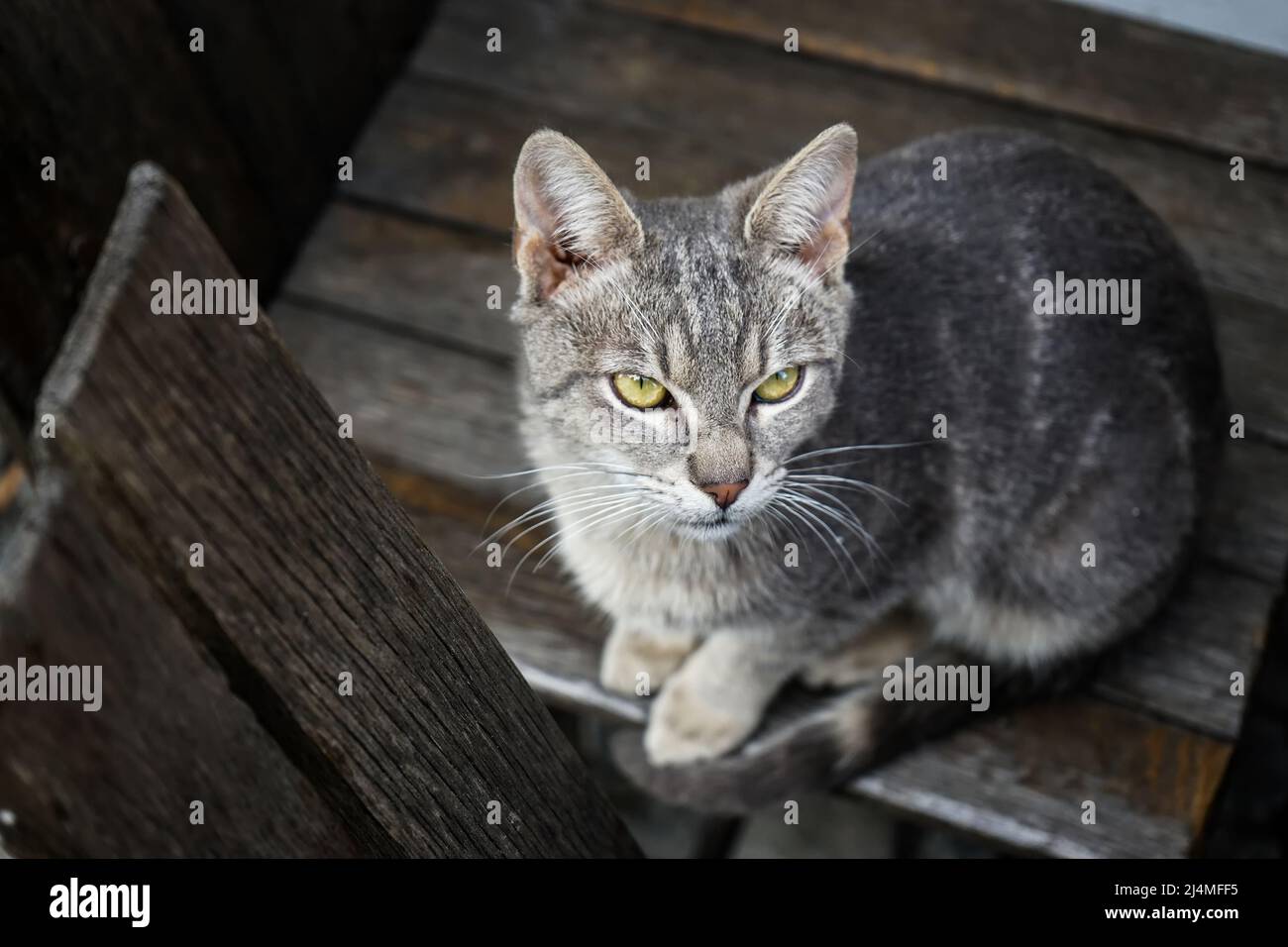 Bucharest, Romania - April 12, 2022: A gray tabby cat, on a street in ...