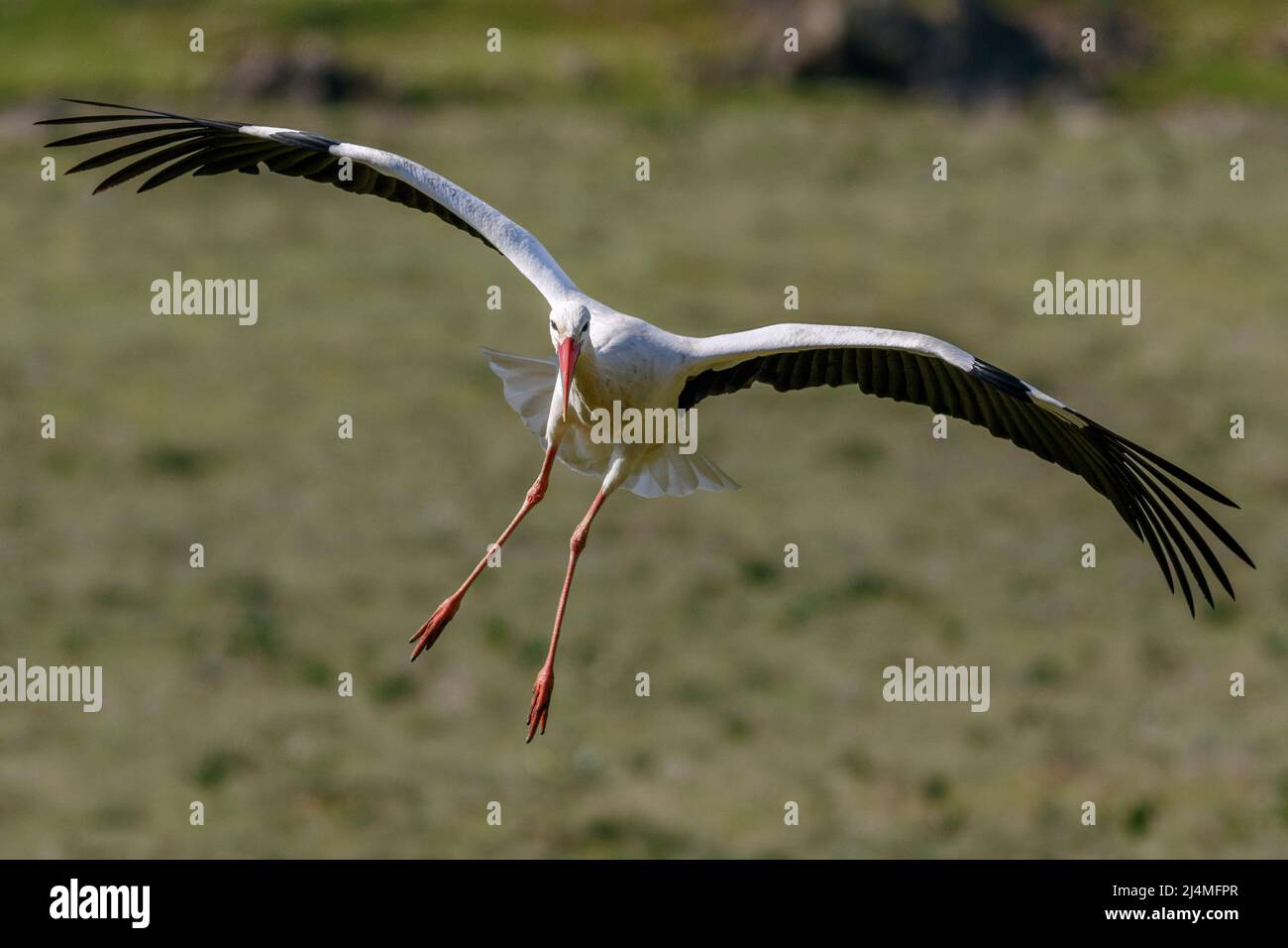 White stork, Ciconia ciconia, landing Stock Photo - Alamy