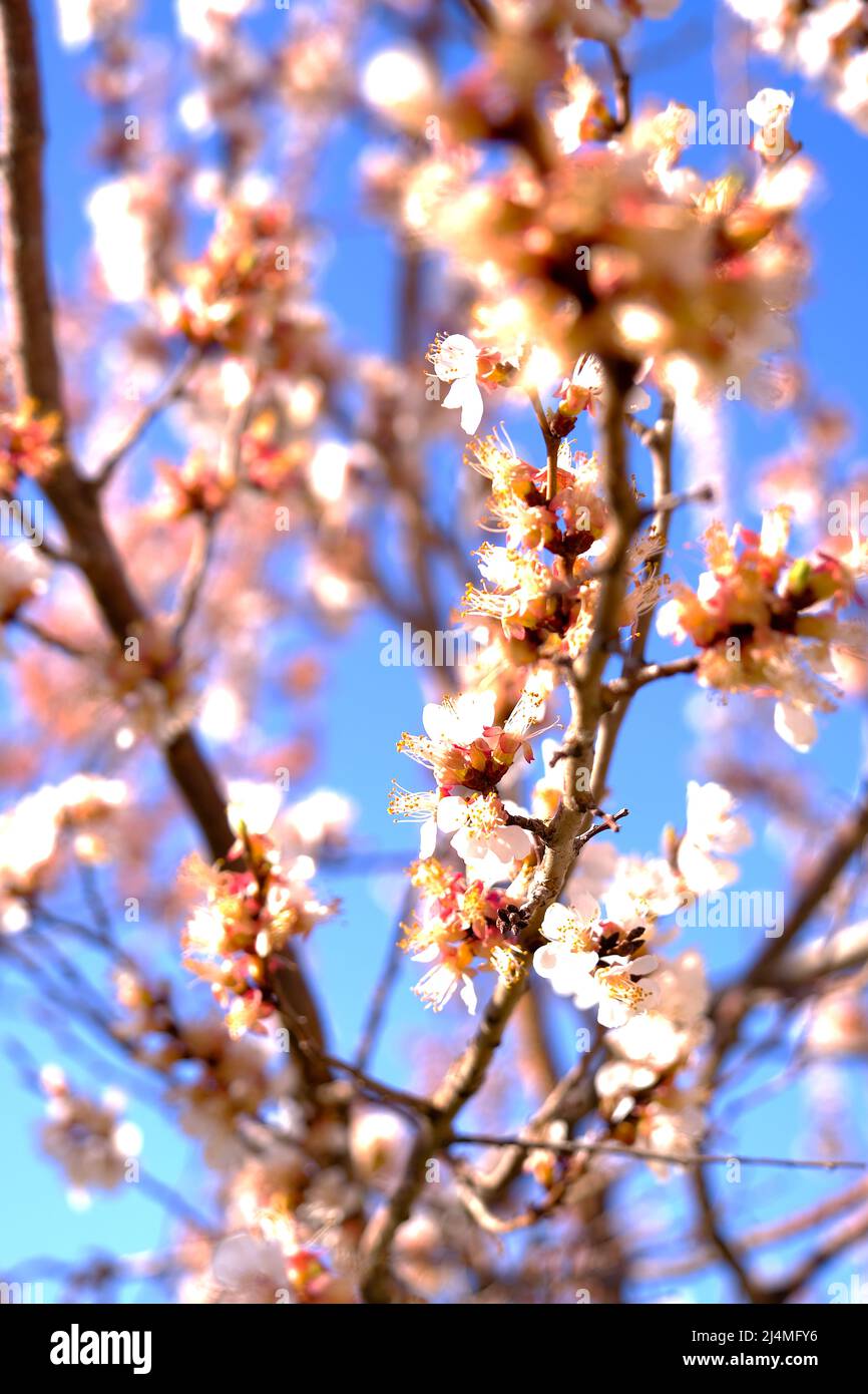 Spring blossom background. Branch with pink flowers Stock Photo - Alamy