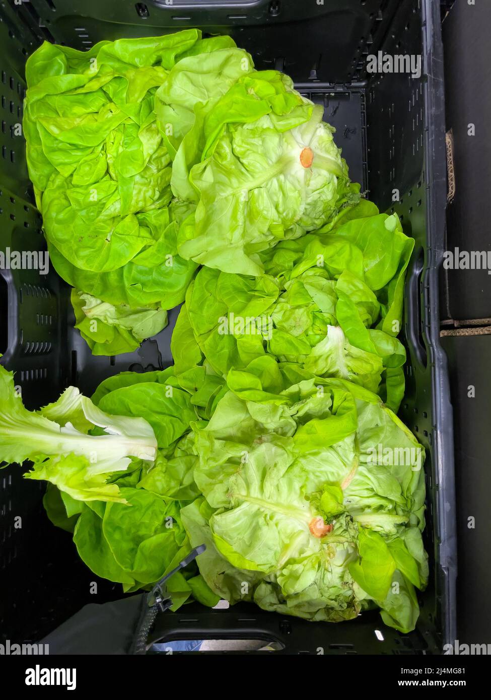 Healthy salad on display in a retail store Stock Photo - Alamy
