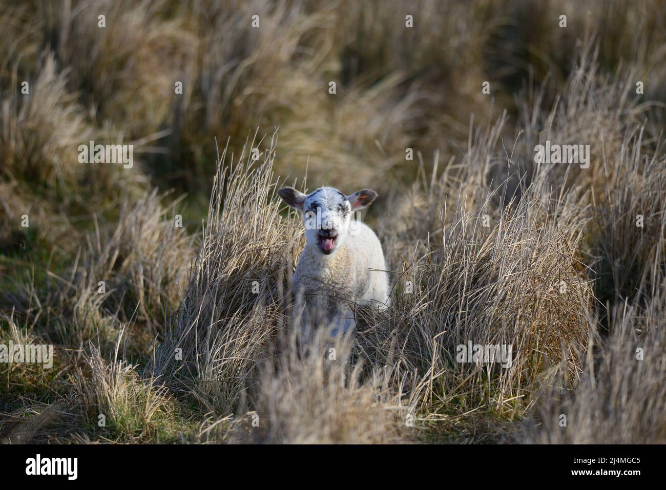 Scottish Blackface lamb Stock Photo - Alamy